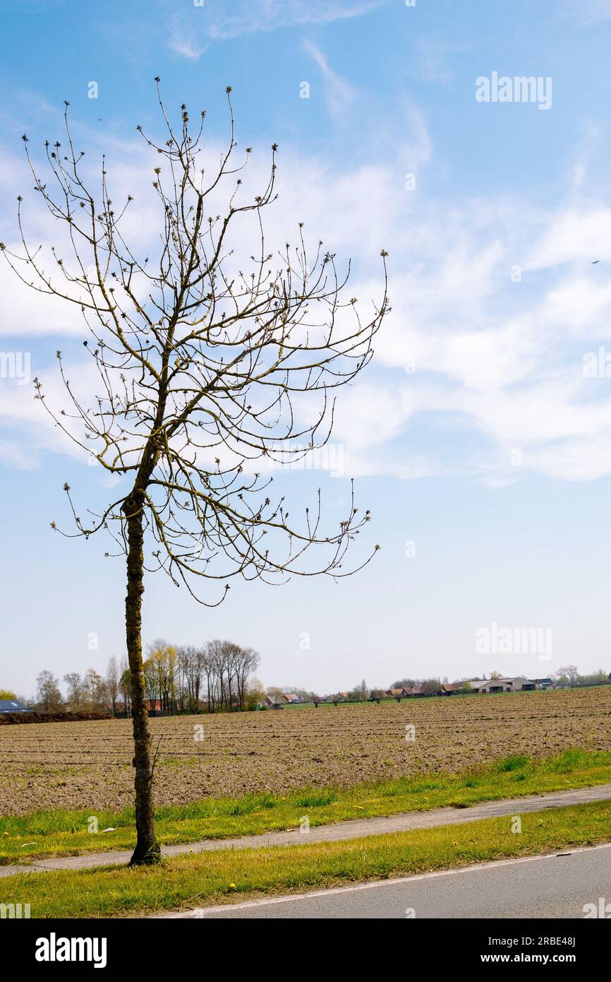 Bushes without leaves hi-res stock photography and images - Alamy