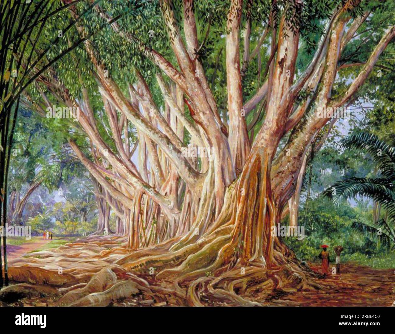 Avenue of Indian Rubber Trees at Peradeniya, Ceylon 1877 by Marianne ...