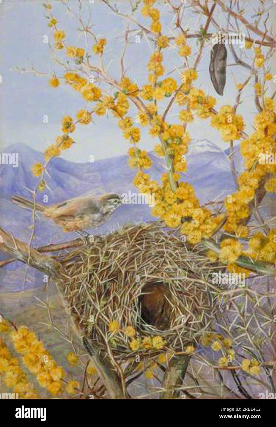 Armed birds nest hi-res stock photography and images - Alamy