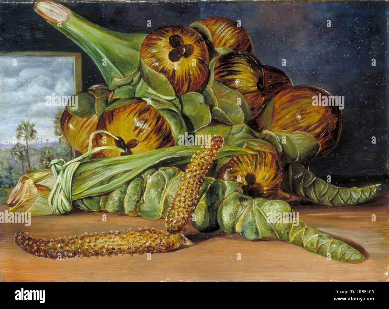 Flowers and Fruit of the Palmyra, and the Palm Seen through a Window ...