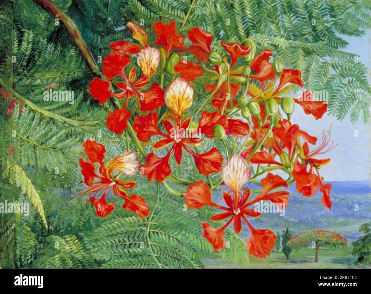 Foliage and Flowers of a Madagascar Tree by Marianne North Stock Photo ...