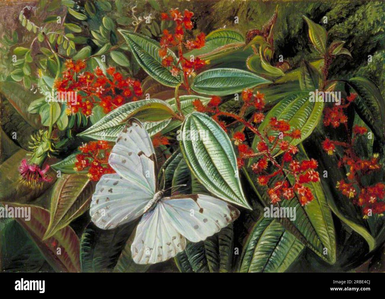 Trees Laden with Parasites and Epiphytes in a Brazilian Garden 1873 by ...