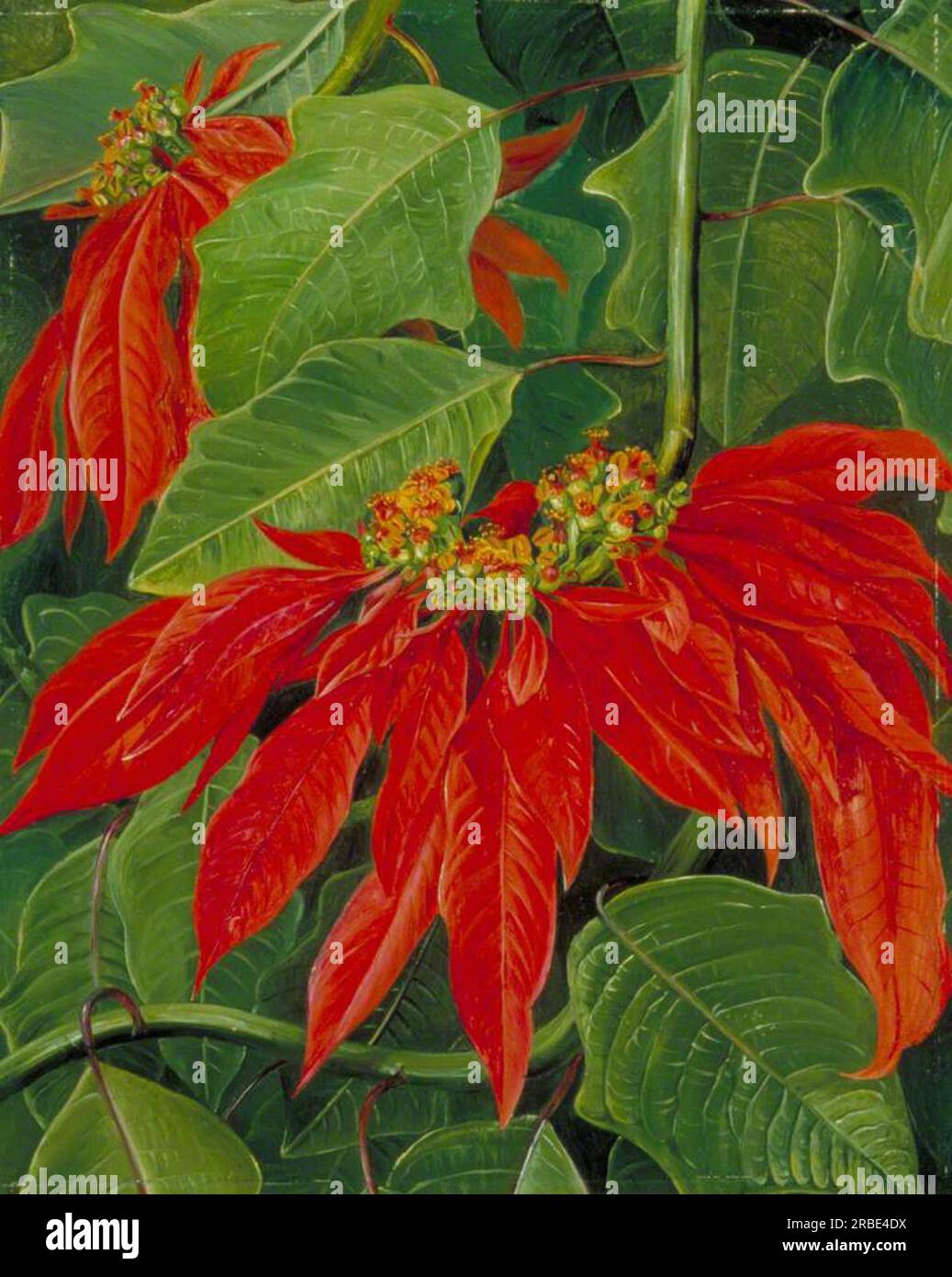 Flor de pascua hi-res stock photography and images - Alamy