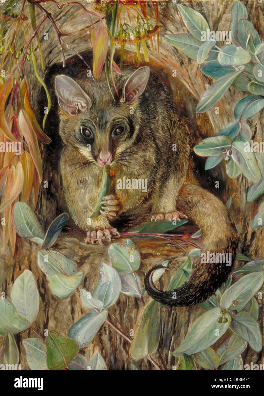 Possum up a Gum Tree 1880 by Marianne North Stock Photo - Alamy