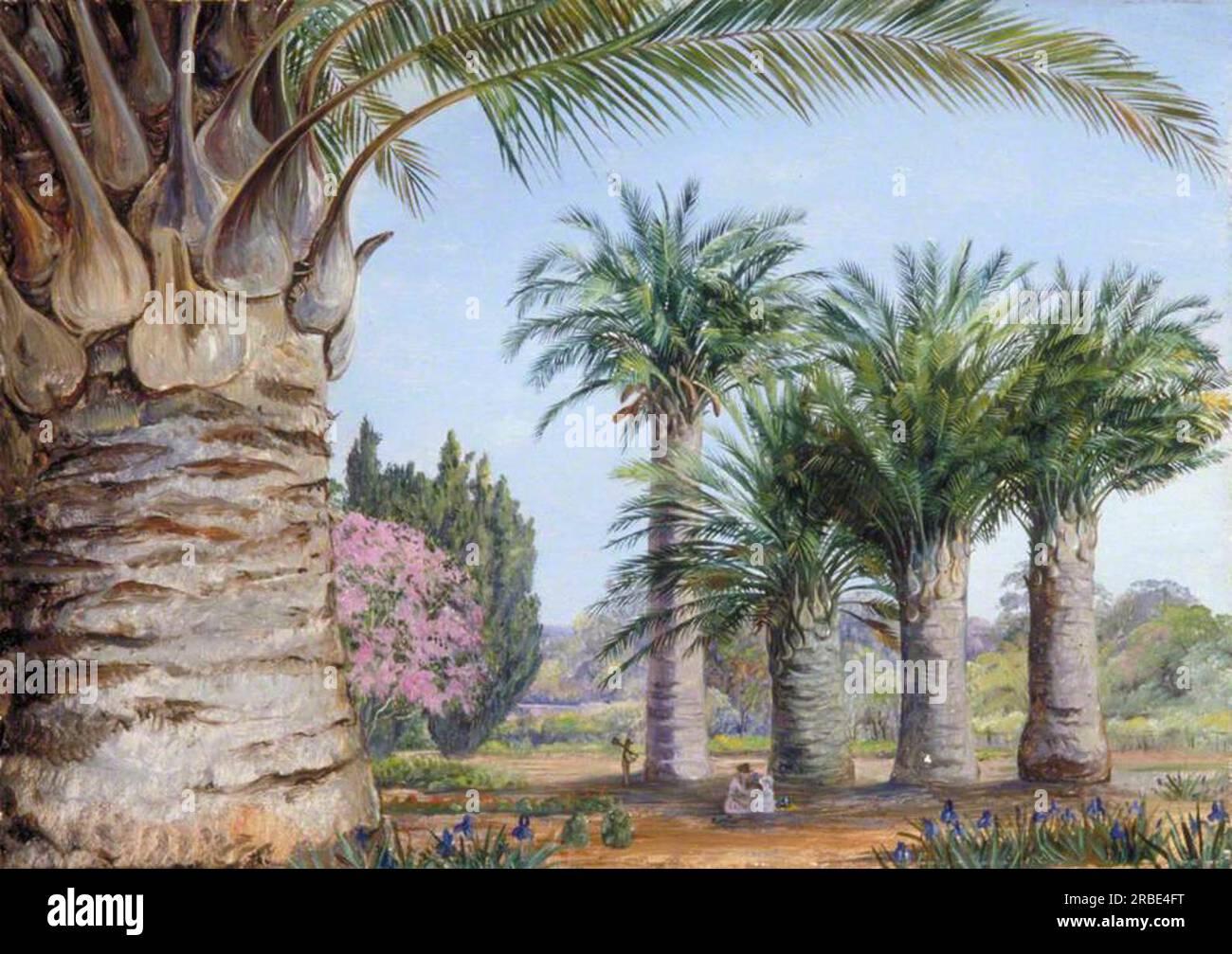 Specimens of the Coquito Palm of Chile in Camden Park, New South Wales ...