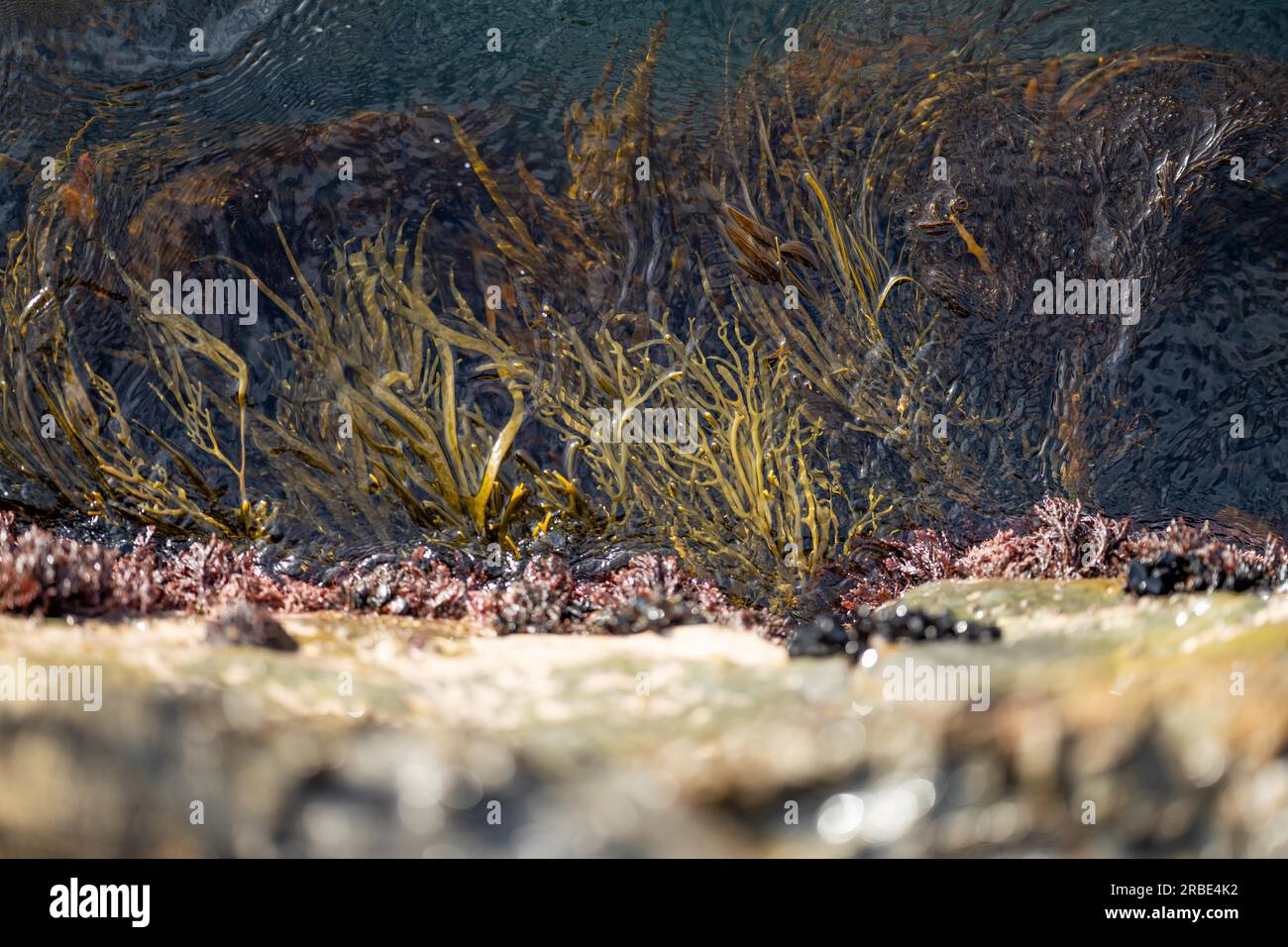 seaweed in the water, kelp growing in the ocean in australia Stock ...