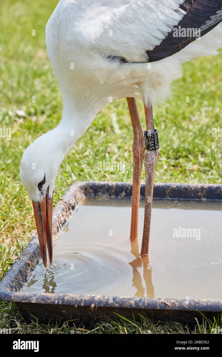 Stork ring hi-res stock photography and images - Alamy