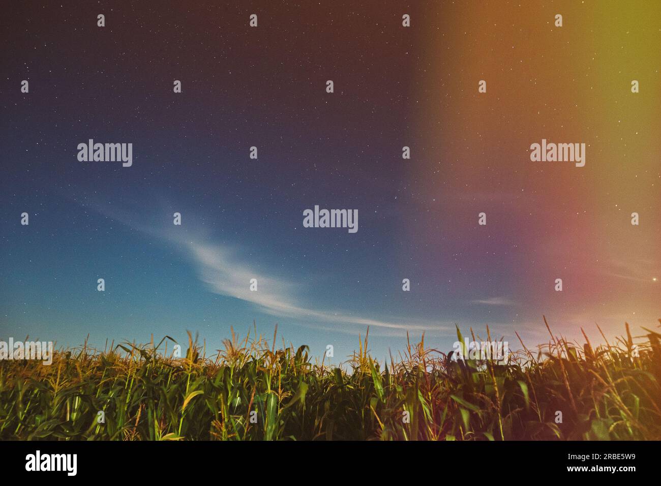 Night Starry Sky Above corn Field maize Plantation. Glowing Stars Above ...