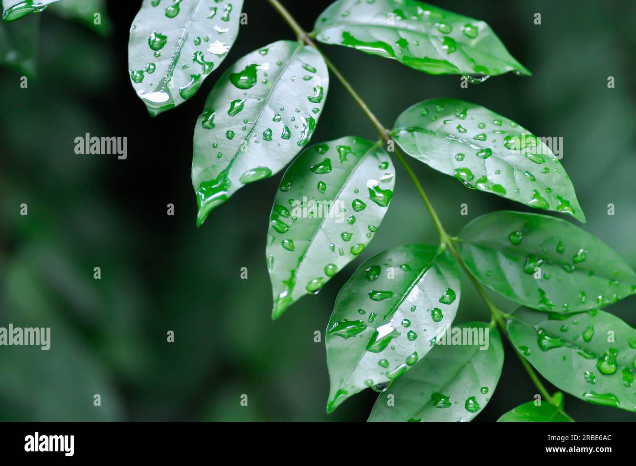 Andaman Satinwood, China Box Tree or Chinese Box wood or Orange ...