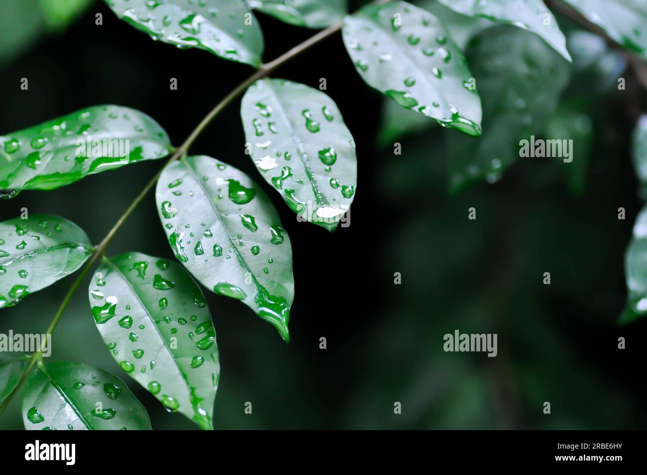 Andaman Satinwood, China Box Tree or Chinese Box wood or Orange ...