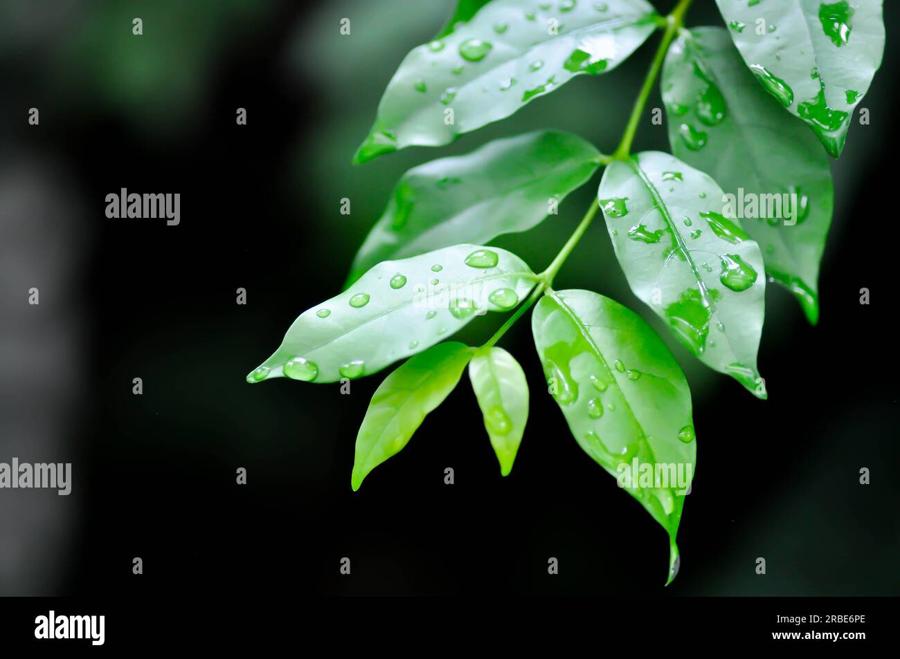 Murraya paniculata rutaceae hi-res stock photography and images - Alamy