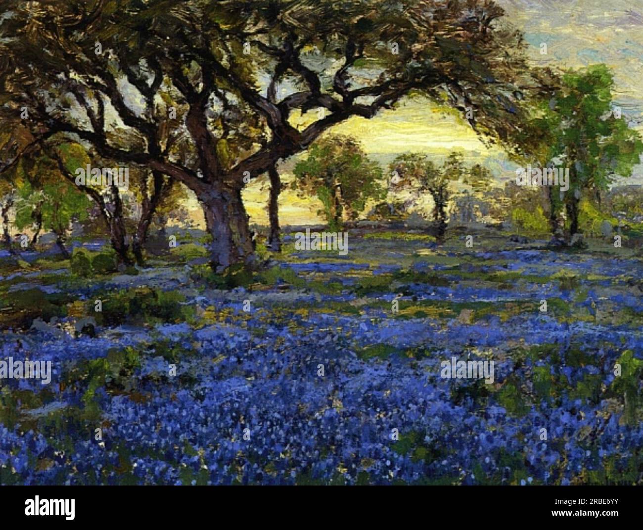 Old Live Oak Tree and Bluebonnets on the West Texas Military Grounds ...