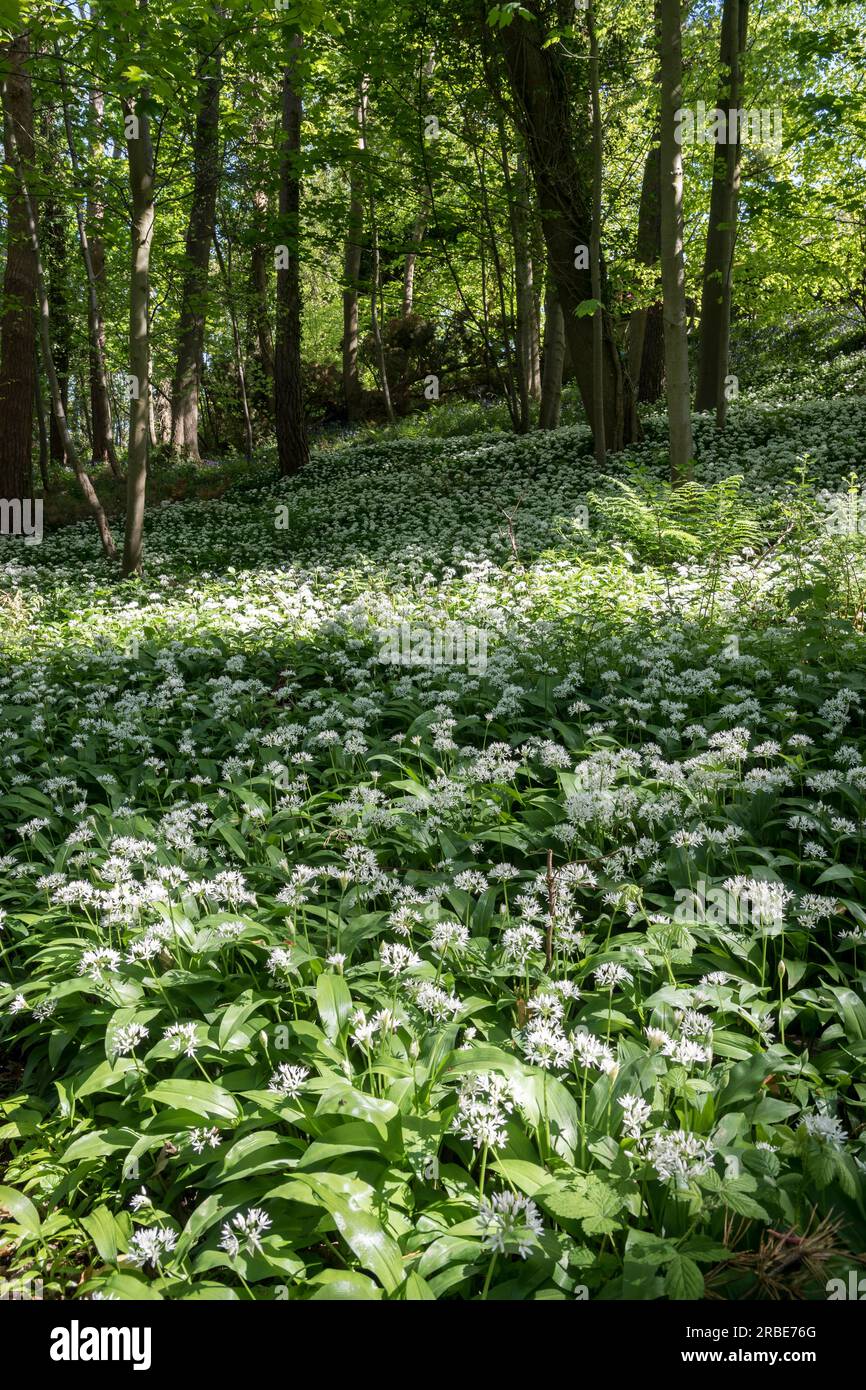Ramsons allium ursinum growing hi-res stock photography and images - Alamy