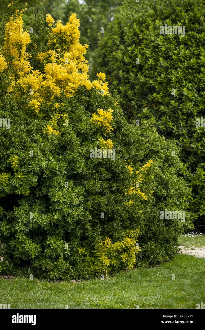 Beautiful green hedges with yellow touches on the tops in a garden with ...