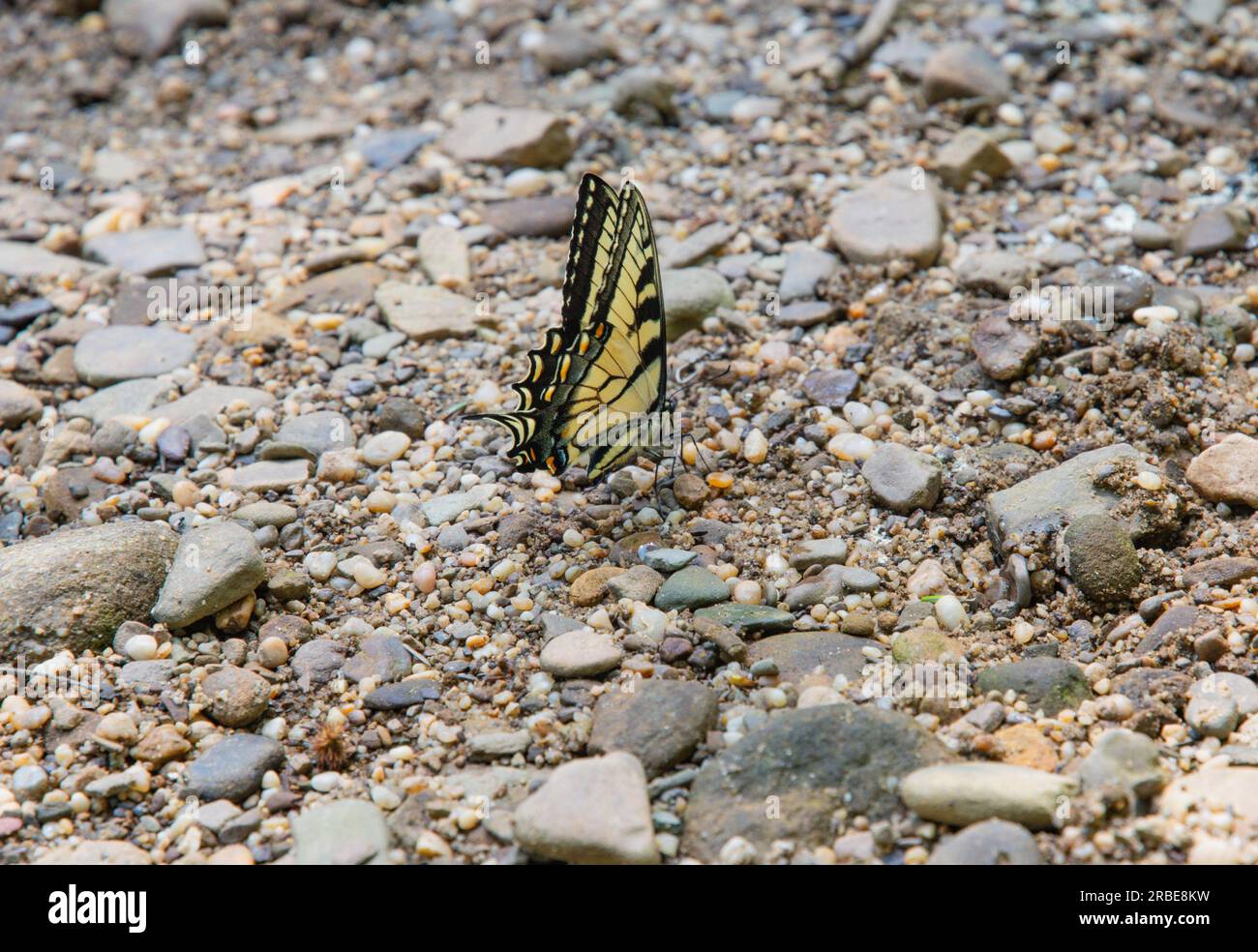 Group of Eastern tiger swallowtail butterflies in a stream woodland ...