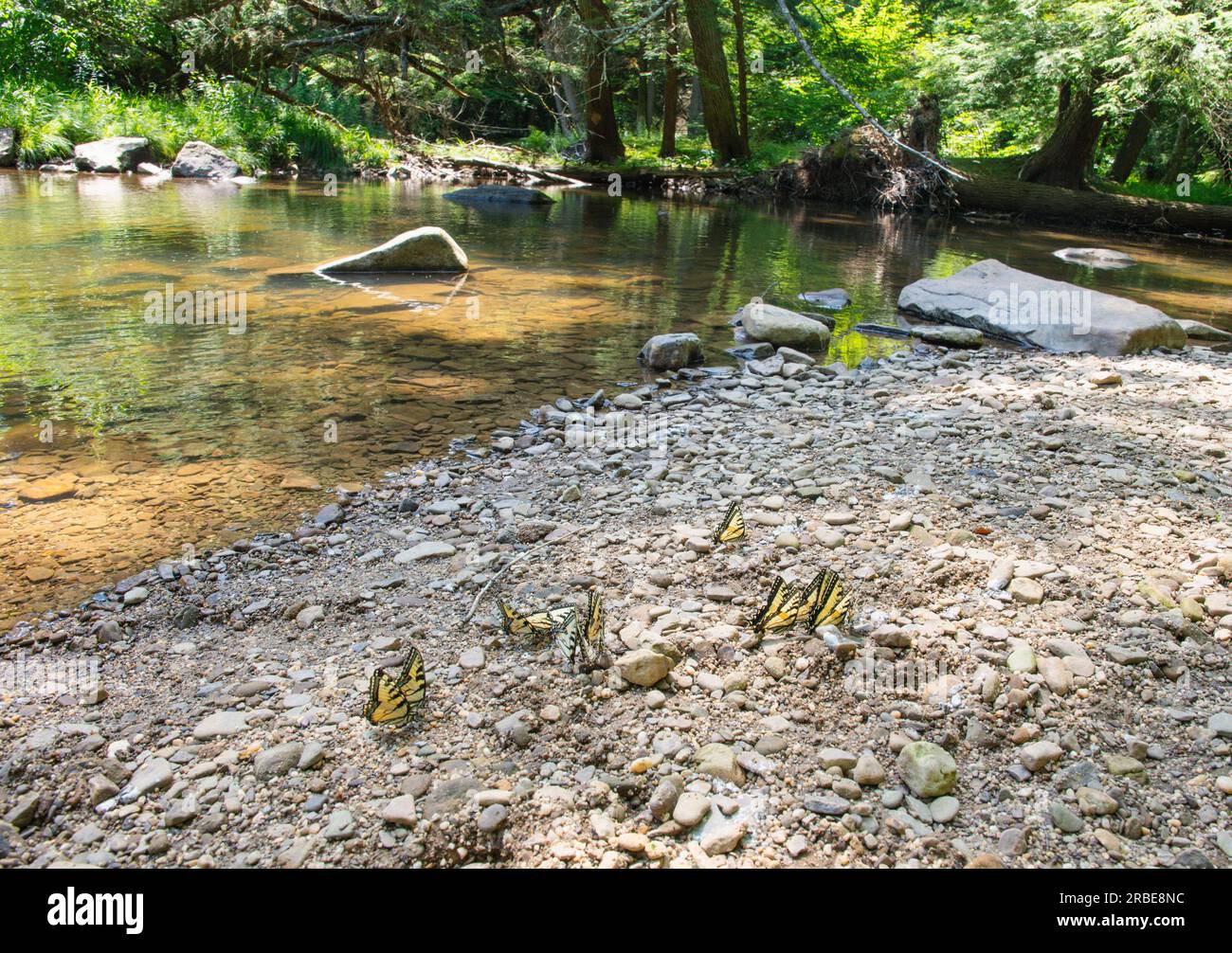 Group of Eastern tiger swallowtail butterflies in a stream woodland ...
