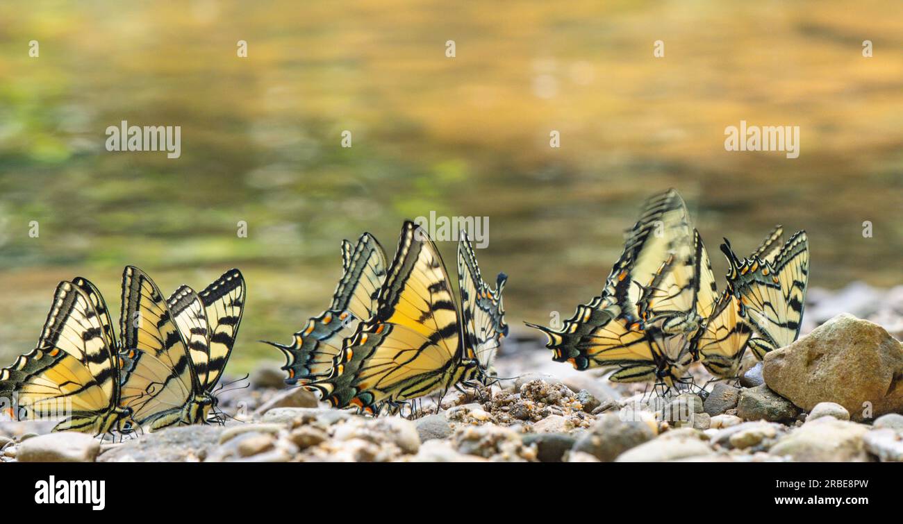 Eastern Tiger Swallowtail Natural Web Blumei Swallowtail – Butterfly