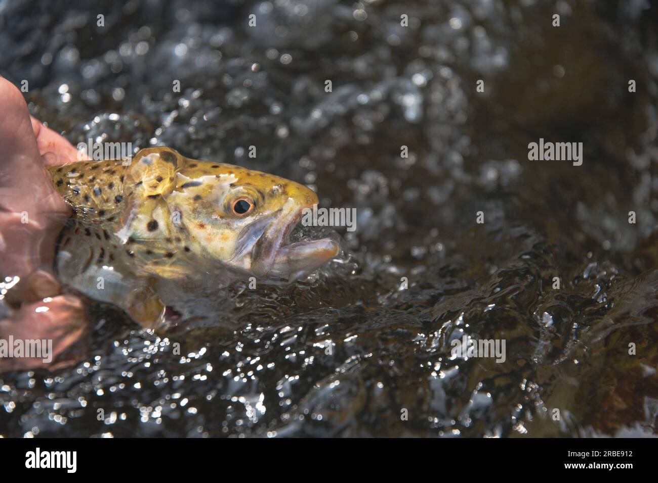 Detailed copy hi-res stock photography and images - Alamy