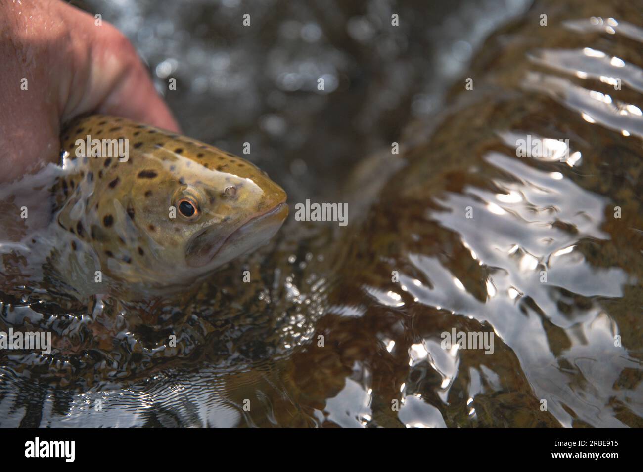 Brown trout held in water stream clear vivid image of nice summer catch ...