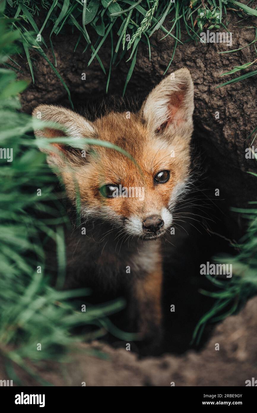 Red baby fox peeking Stock Photo - Alamy