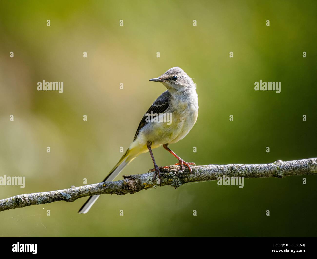 Young grey wagtail foraging at a garden pool in summer in mid Wales ...
