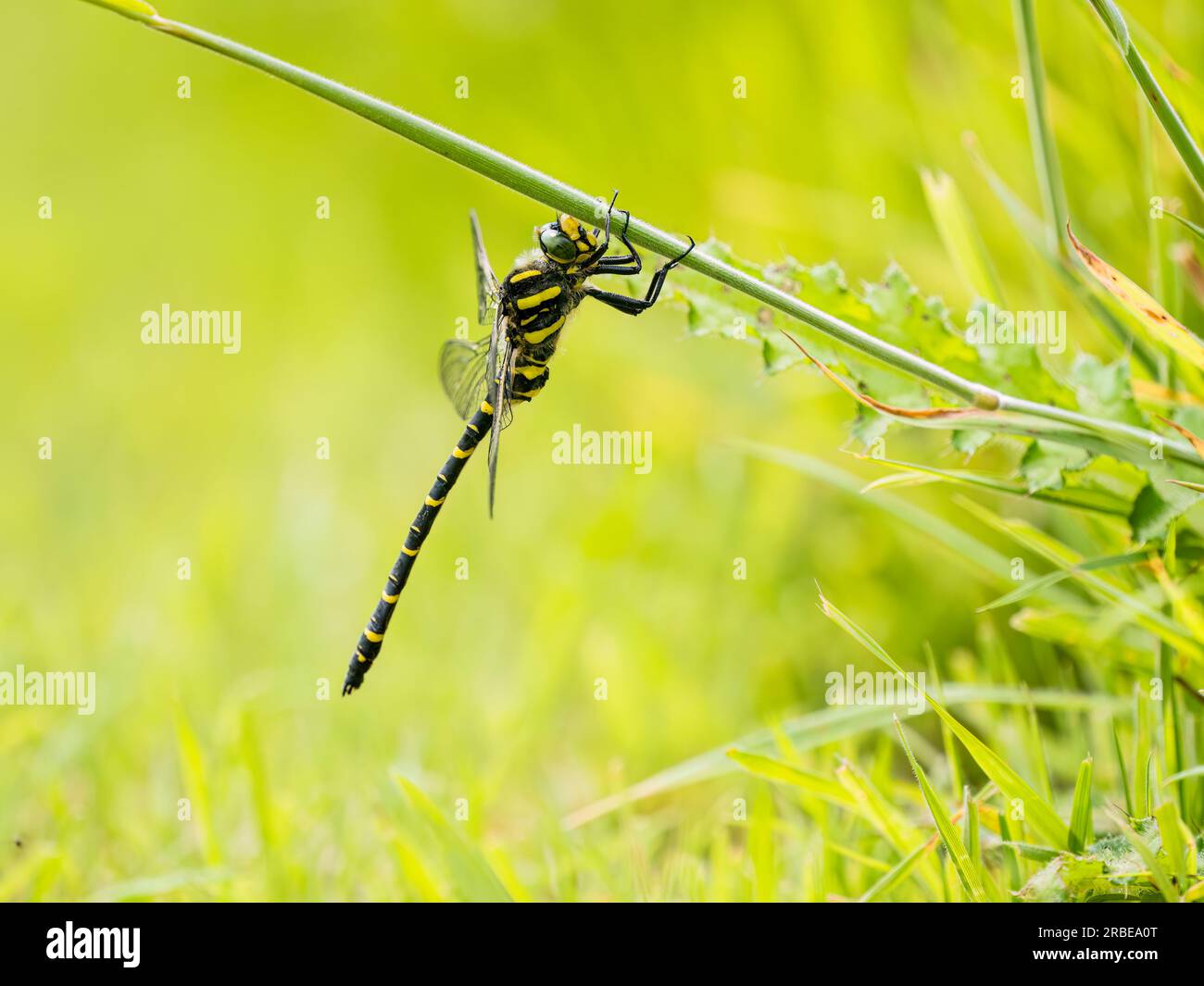 Goldenringed hi-res stock photography and images - Alamy