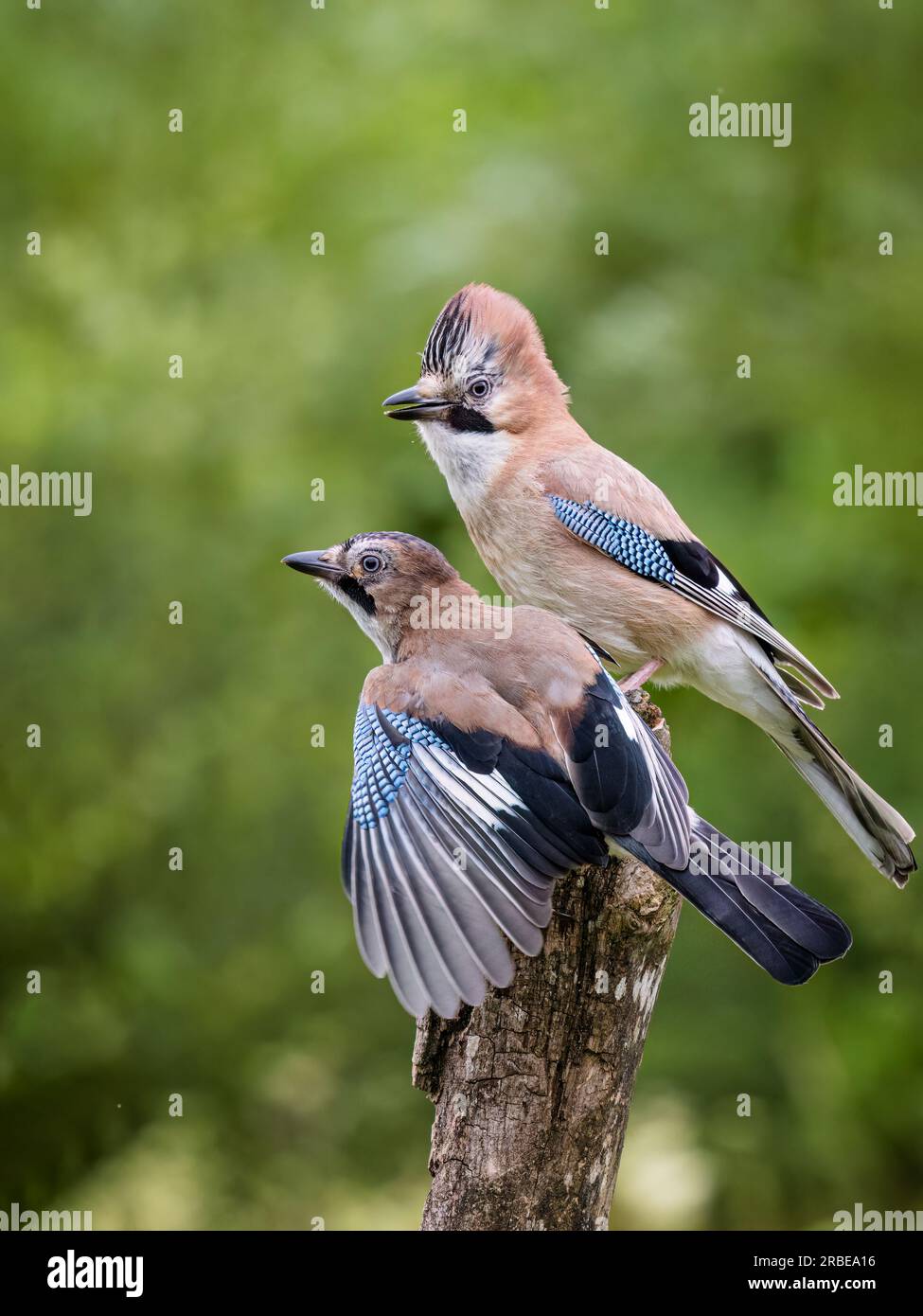 Jay fledgling hi-res stock photography and images - Alamy