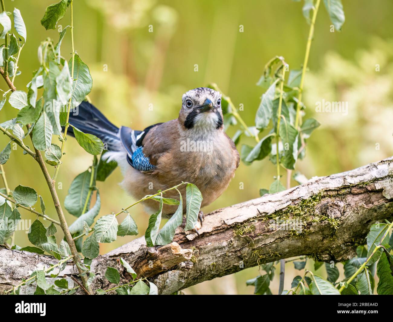 Jay fledgling hi-res stock photography and images - Alamy