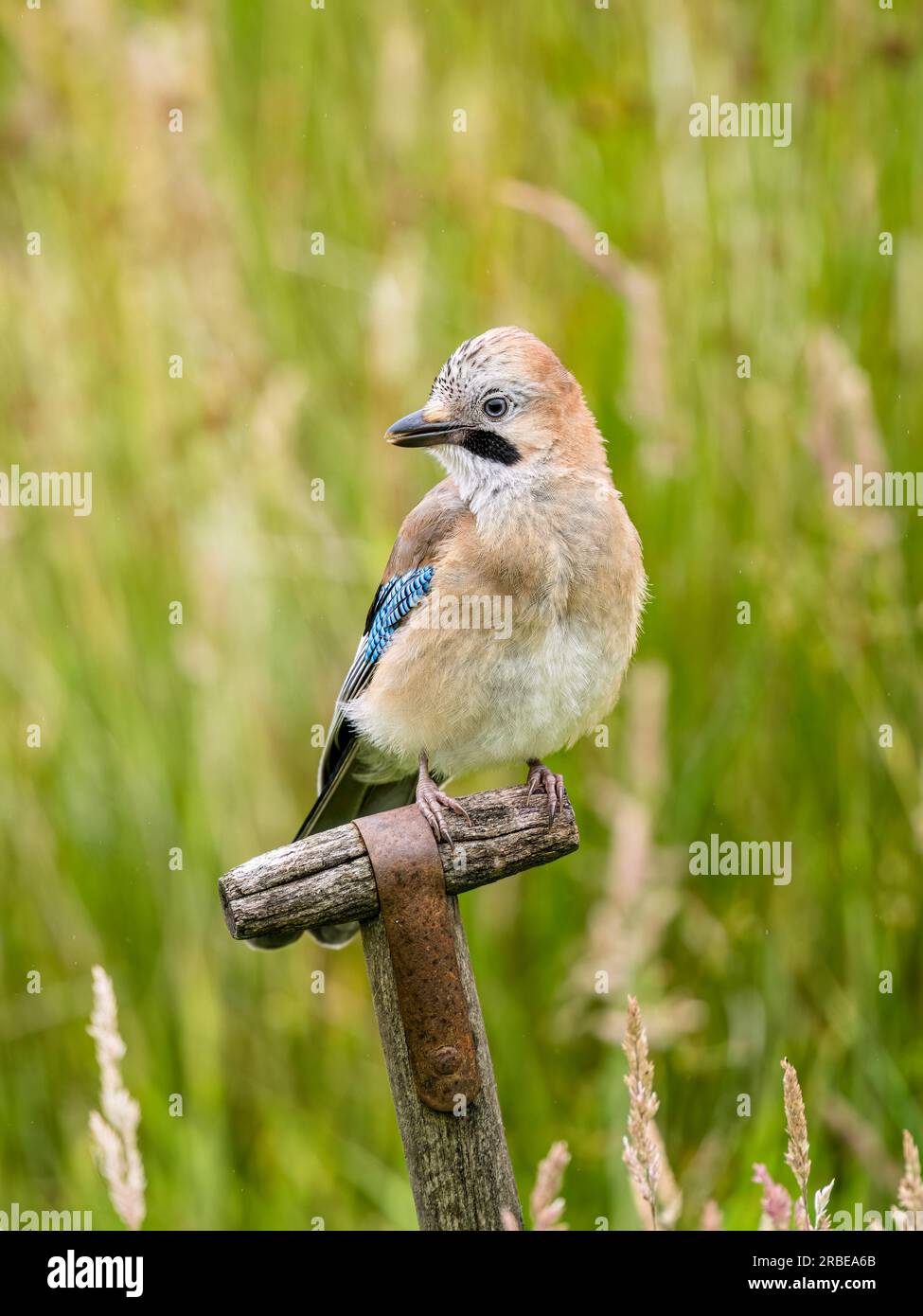 Jay fledgling hi-res stock photography and images - Alamy