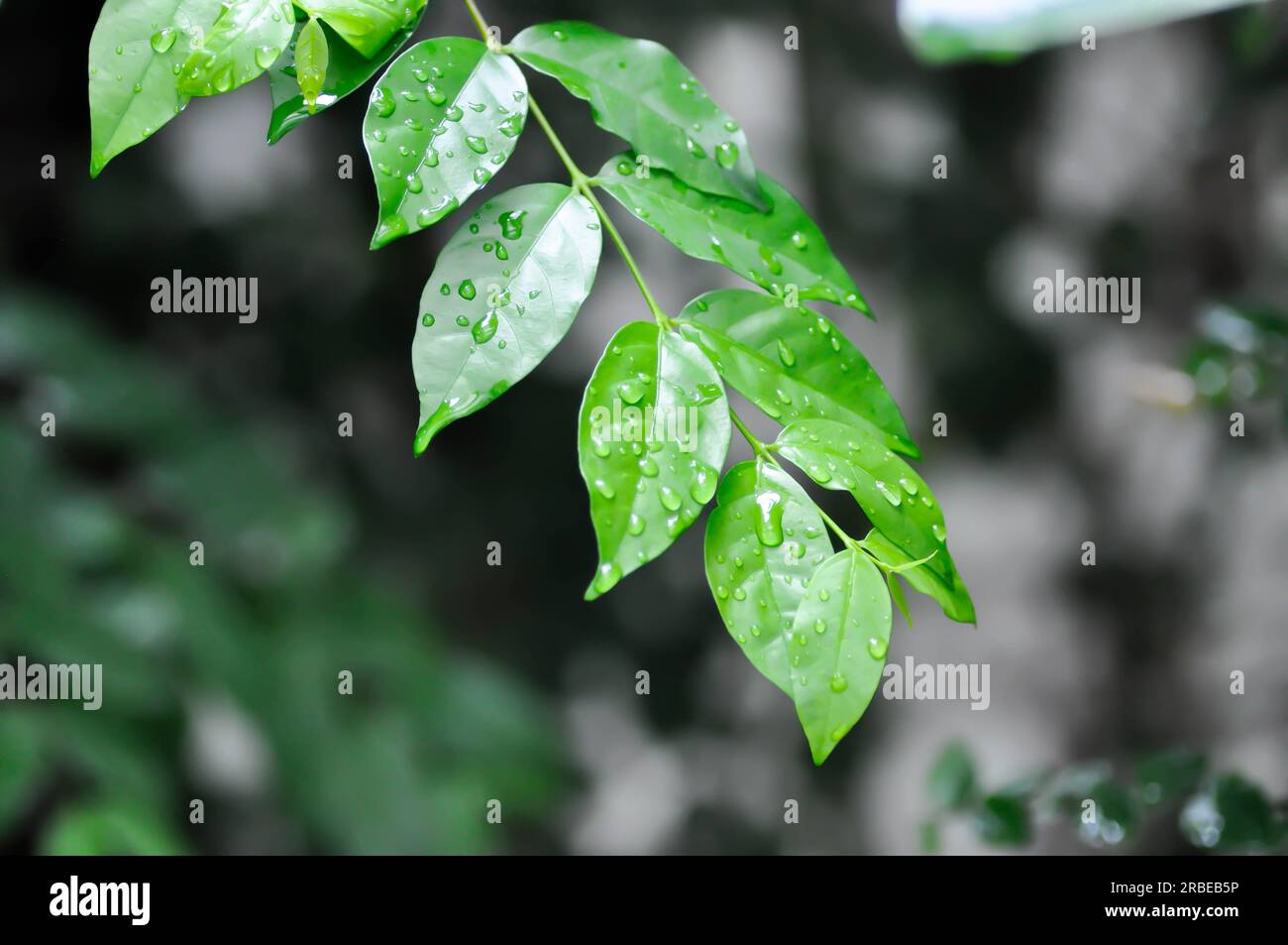 Andaman Satinwood, China Box Tree or Chinese Box wood or Orange ...