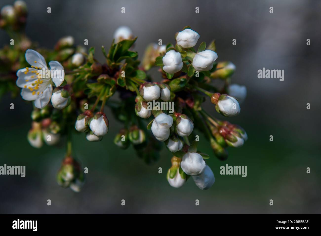 Beautiful blooming cherry tree branches with white buds and flowers ...
