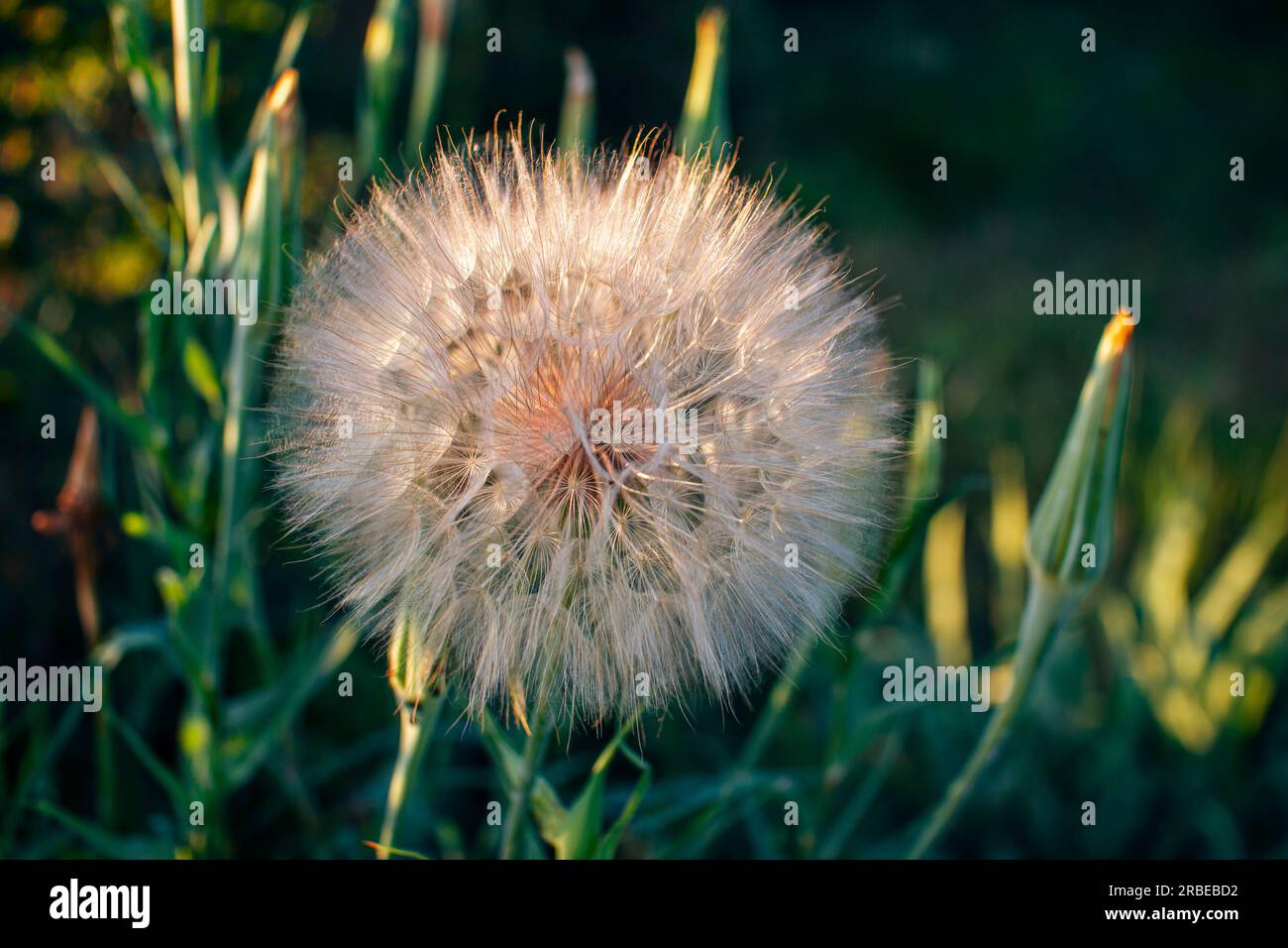 Closeup Tragopogon porrifolius also called goatsbeard or common salsify ...