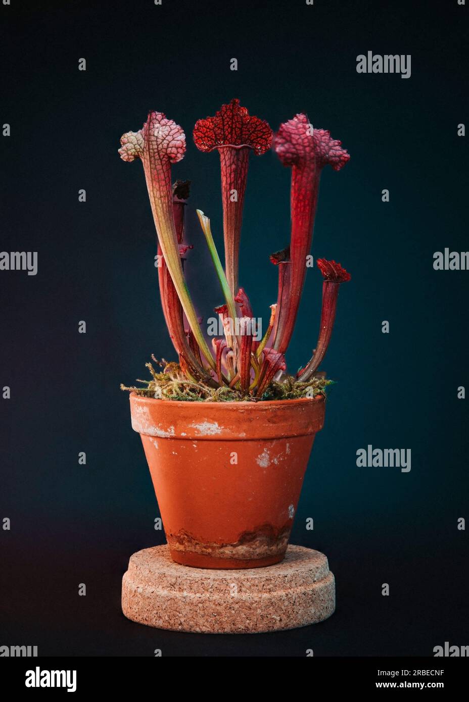 Studio photo of a plant hi-res stock photography and images - Alamy