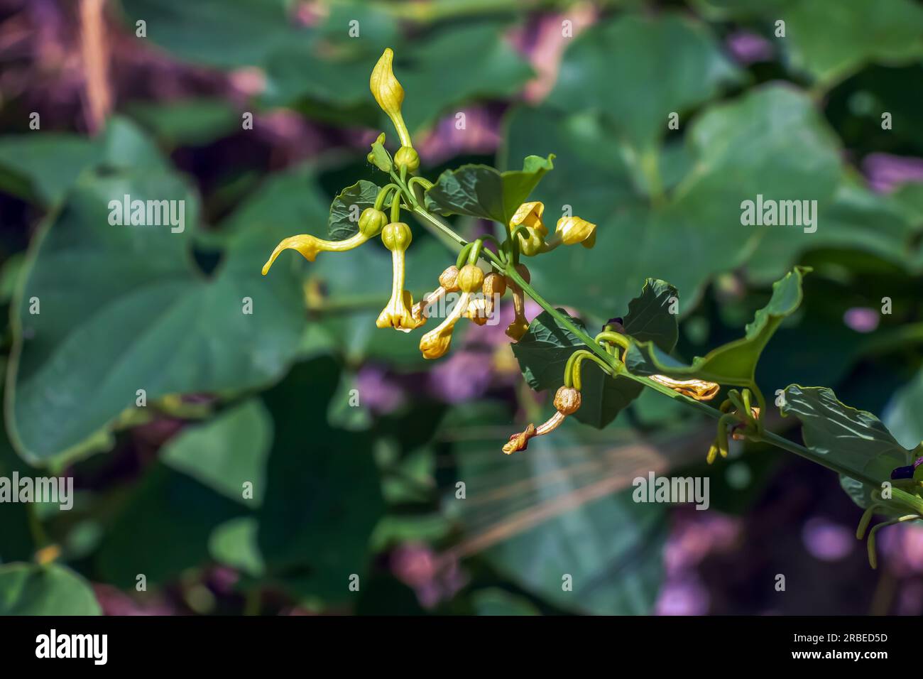 Aristolochia bracteolata also known as worm killer in English due to ...