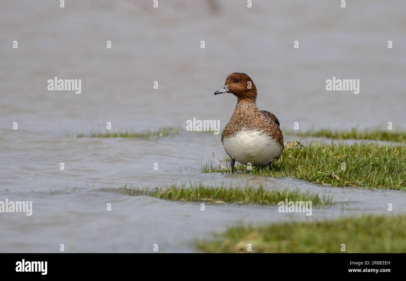 The Eurasian wigeon, also known as widgeon is one of three species of ...