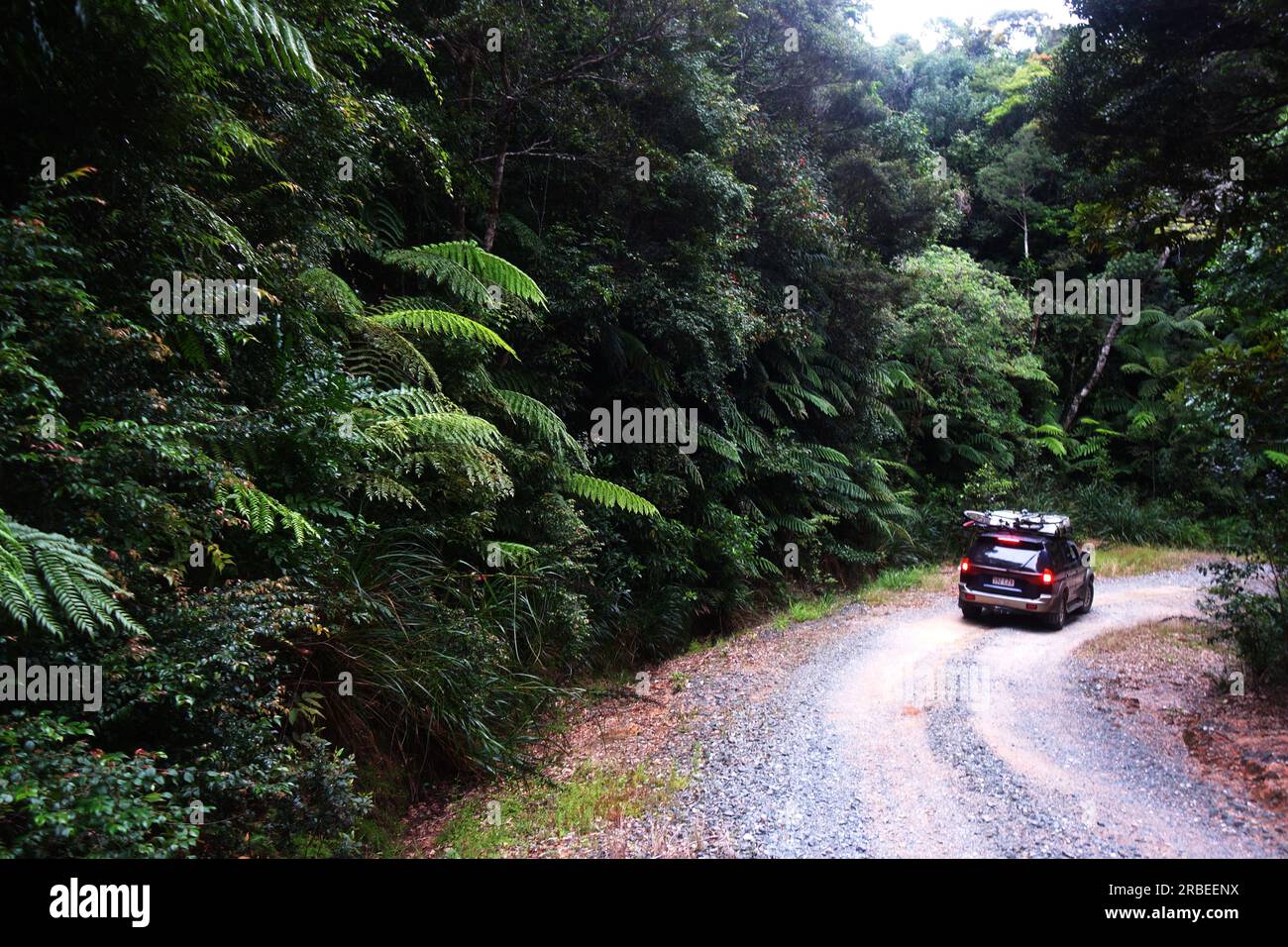 Descending 4WD track from Mt Lewis, Mount Lewis National Park, Daintree ...