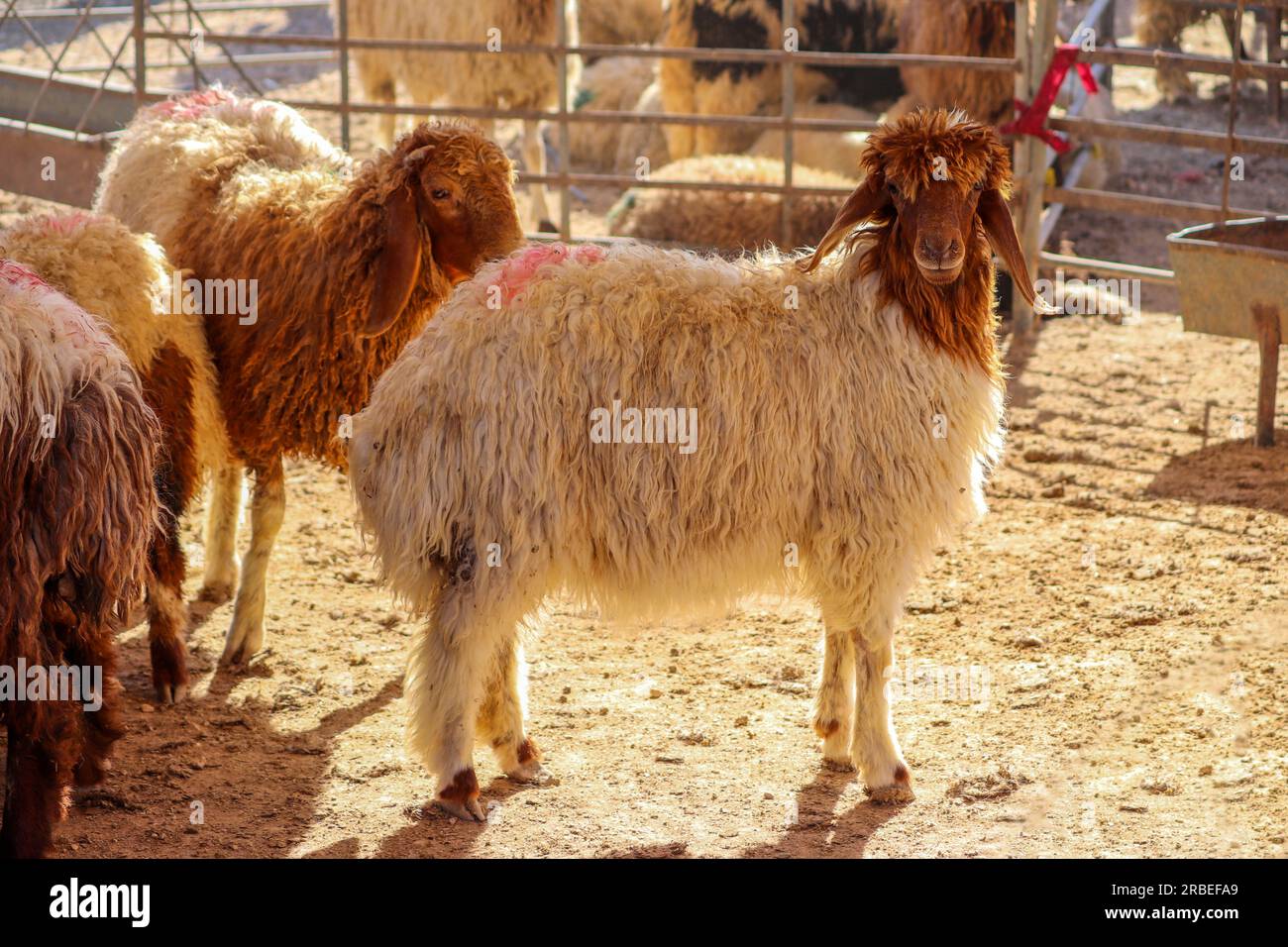 An Arab sheep standing in a sheepfold (Qurban in Eid al-Adha mubarak ...