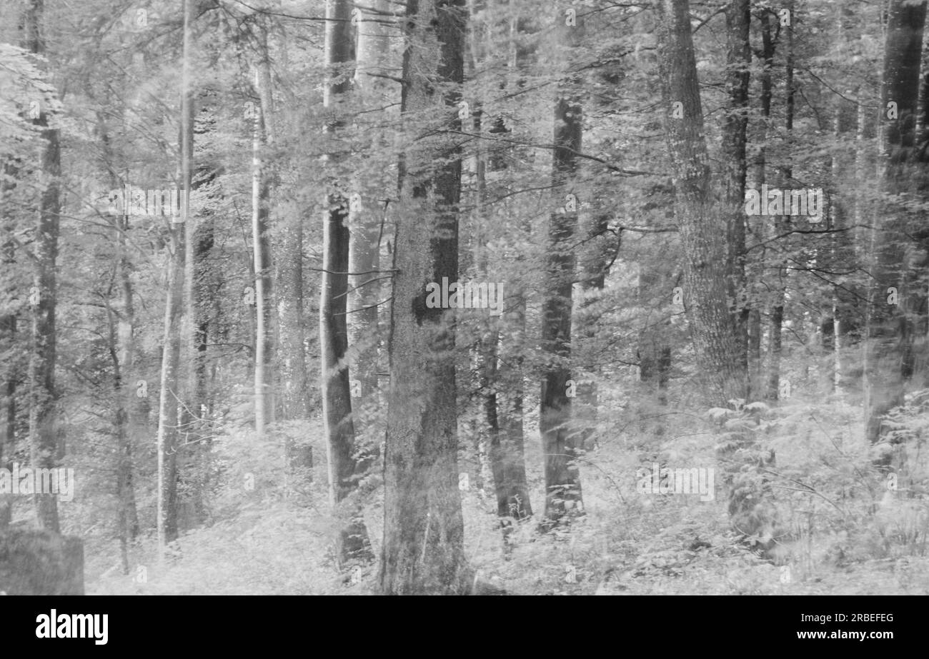 Forest on a summer day. Sunny day. Only trees. Lonely landscape. Black ...