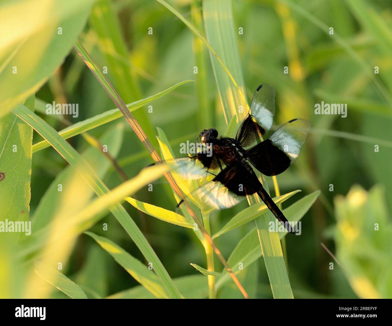 Male Widow Skimmer (Libellula luctuosa) in an Iowa Prairie Stock Photo ...