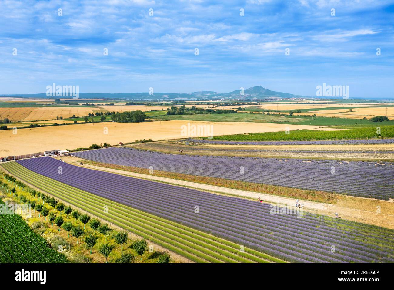 Levandulová farma Starovičky, Pálava, Jižní Morava, Česká republika ...