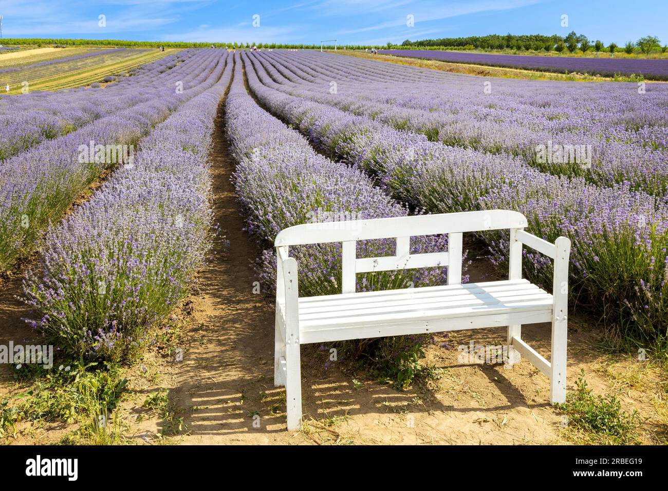Levandulová farma Starovičky, Pálava, Jižní Morava, Česká republika ...