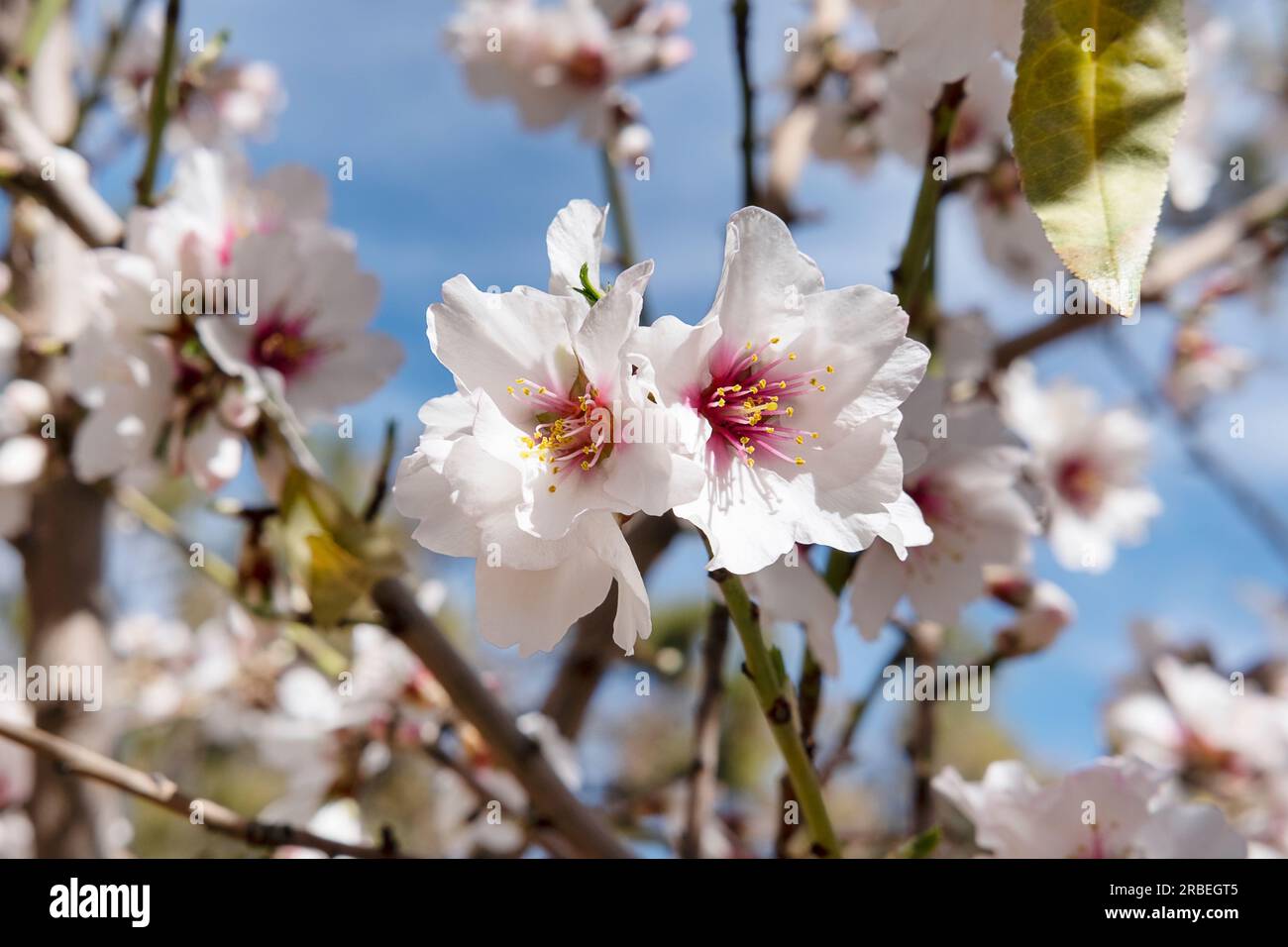 Heavy branches with lots blossomed flowers of the almond tree also ...