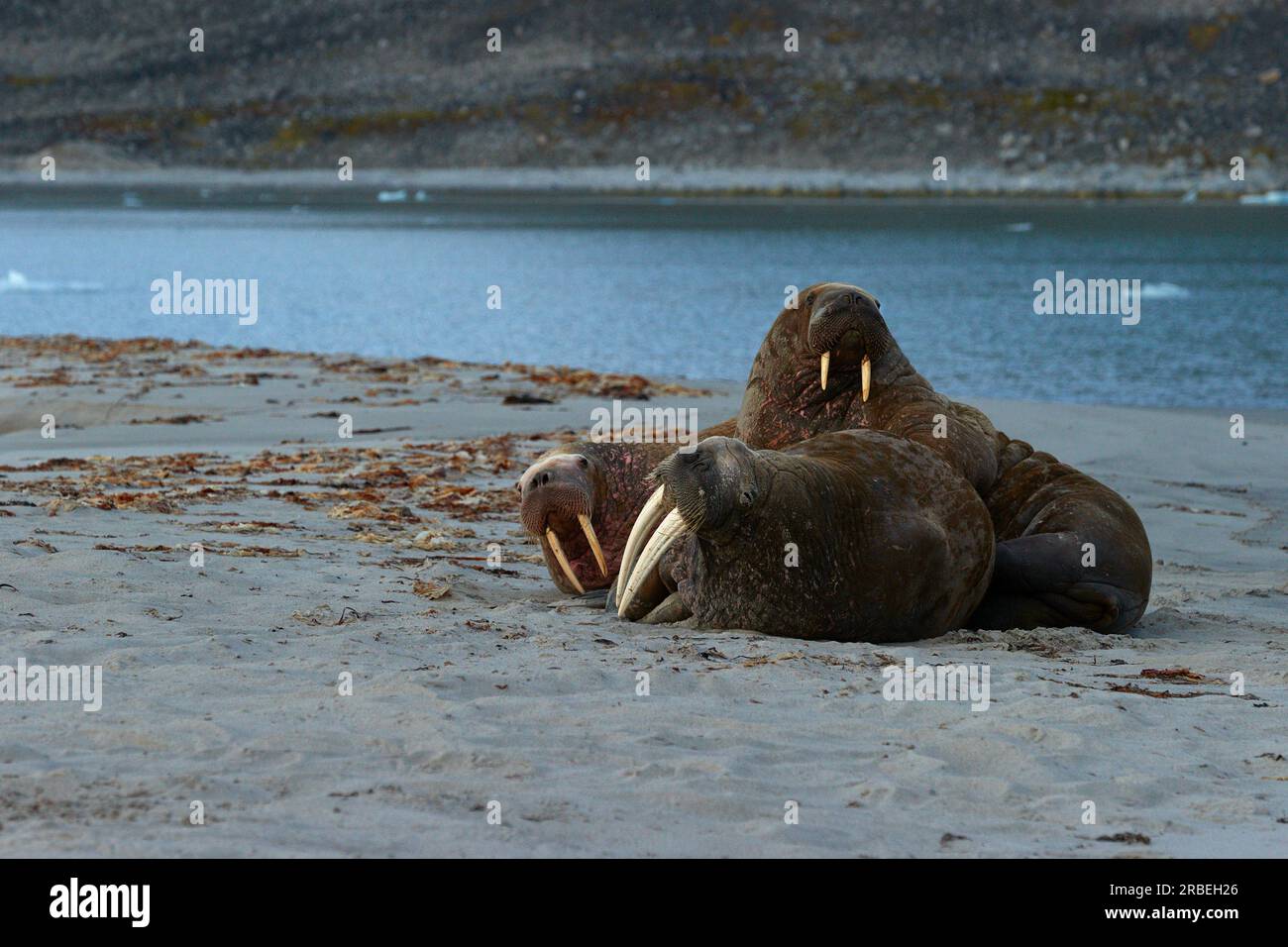 Walruses on an arctic beach Stock Photo - Alamy
