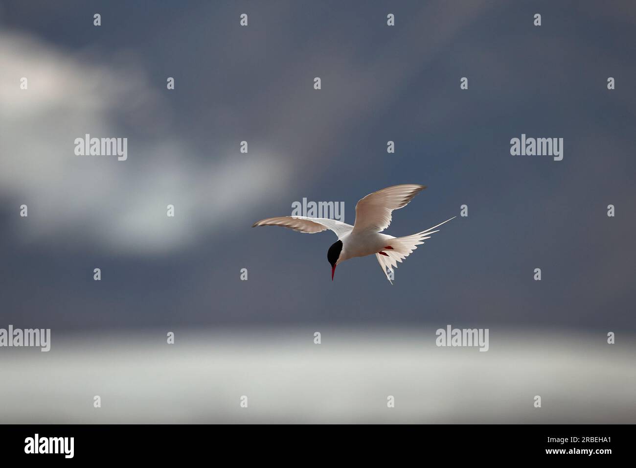 Arctic tern fishing in arctic waters Stock Photo - Alamy