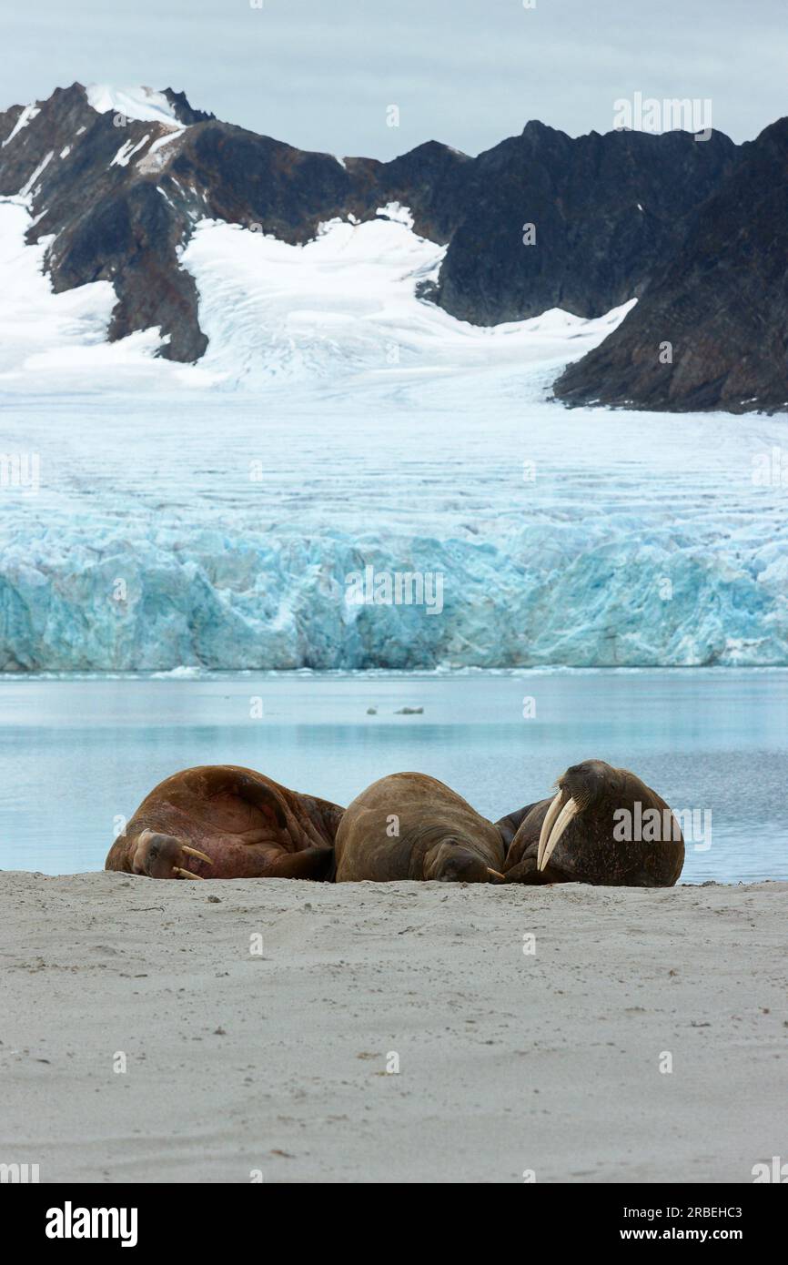 Three walruses at rest on an arctic beach with snowy mountains and a ...