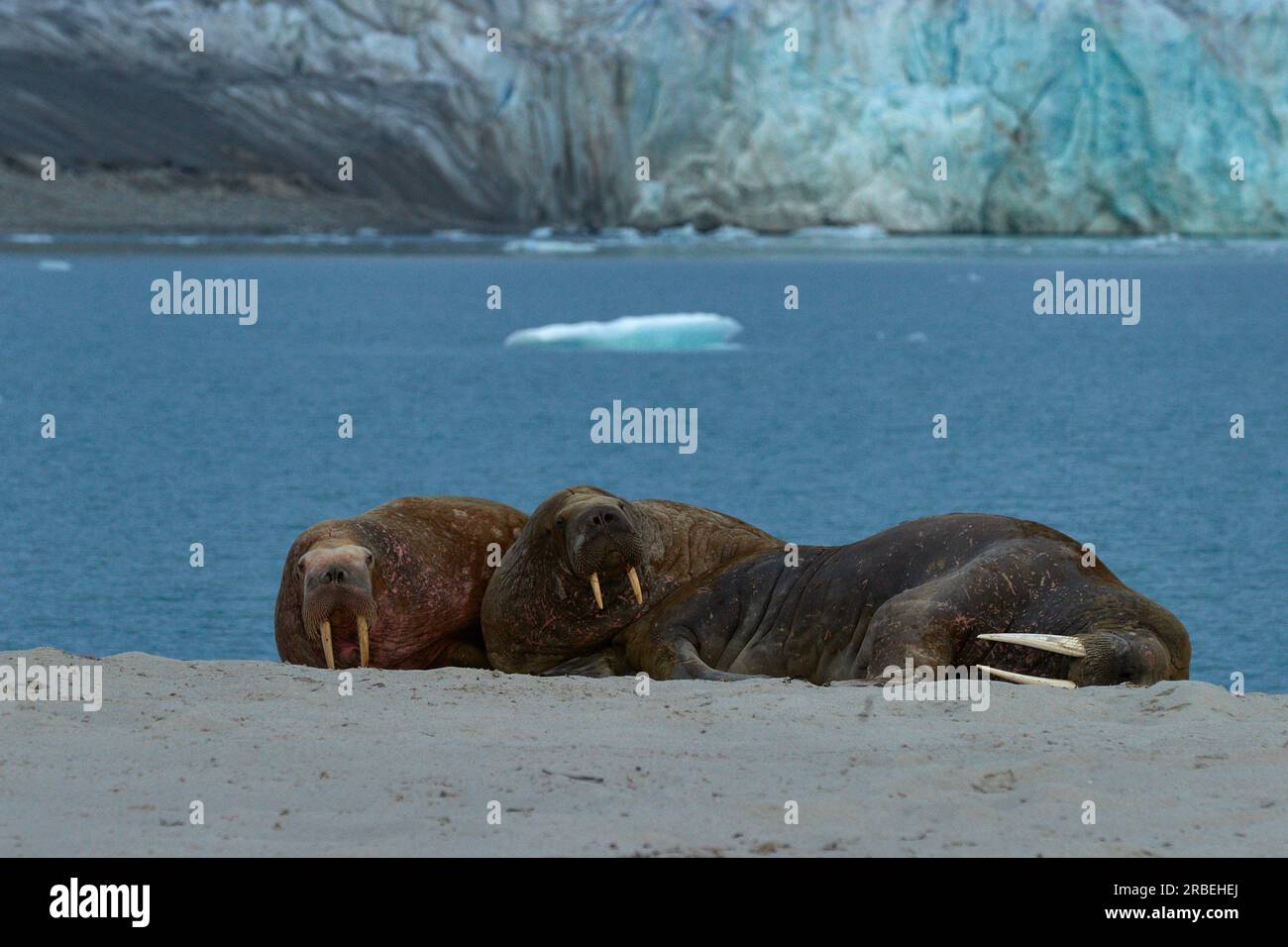 Walruses asleep on an arctic beach with a glacier in the background ...