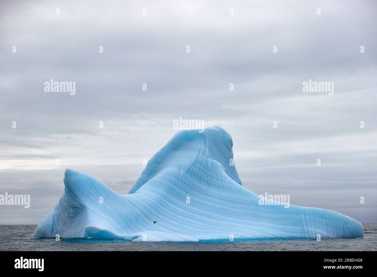 Small black seabird flying in front of a large blue iceberg in the ...
