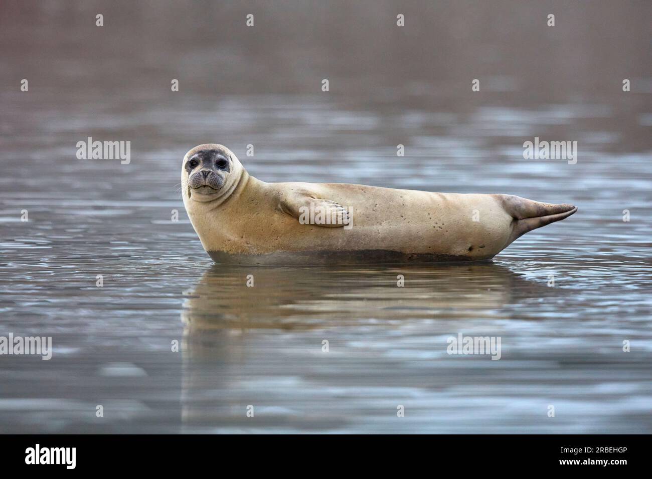 Harbour seal hauled out on a rock in arctic seas Stock Photo - Alamy