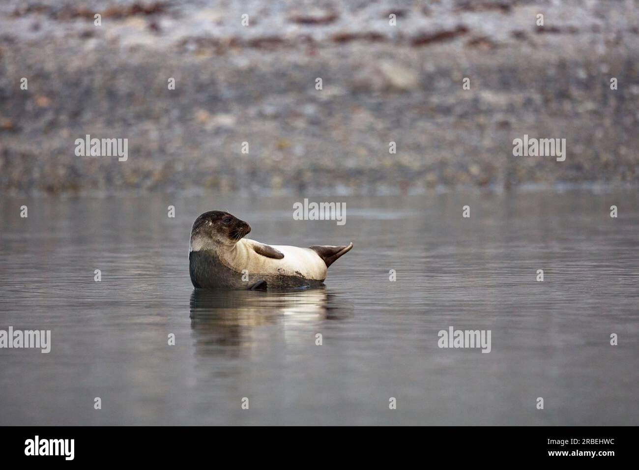 Harbour seal hauled out on a rock in arctic seas Stock Photo - Alamy