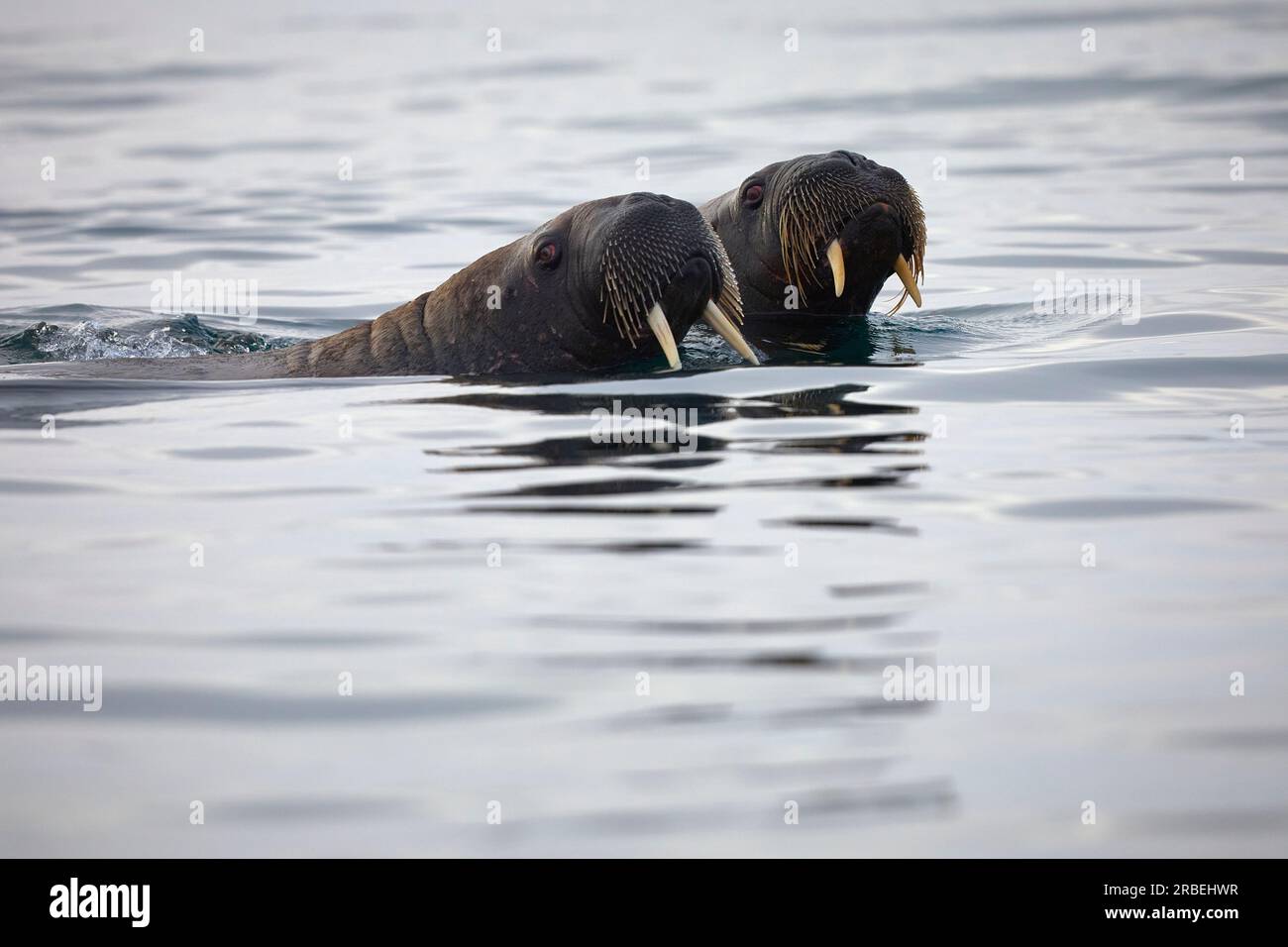 Two walruses in the arctic ocean Stock Photo - Alamy